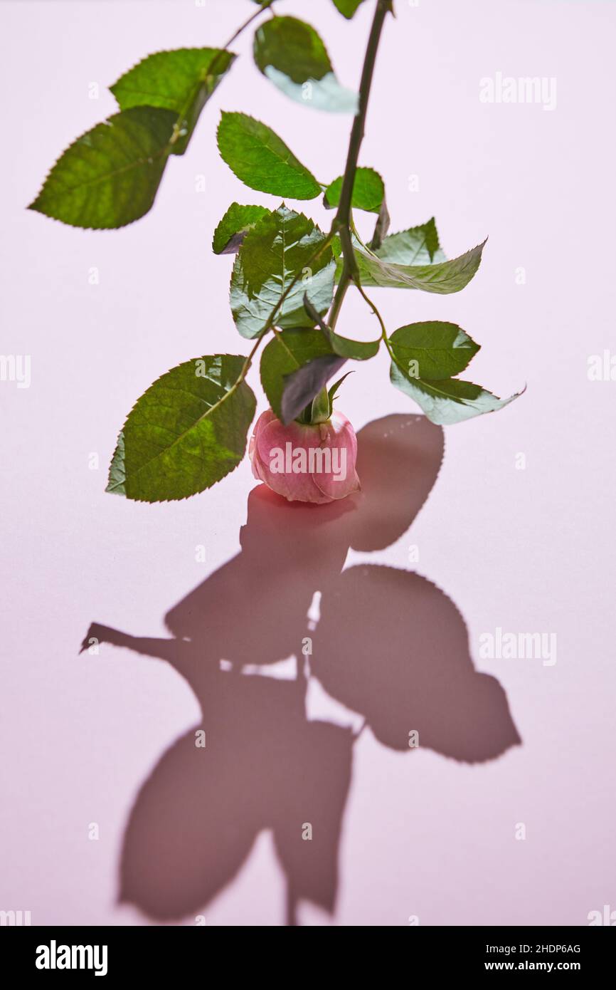 rose, shadow, roses, shadows Stock Photo - Alamy