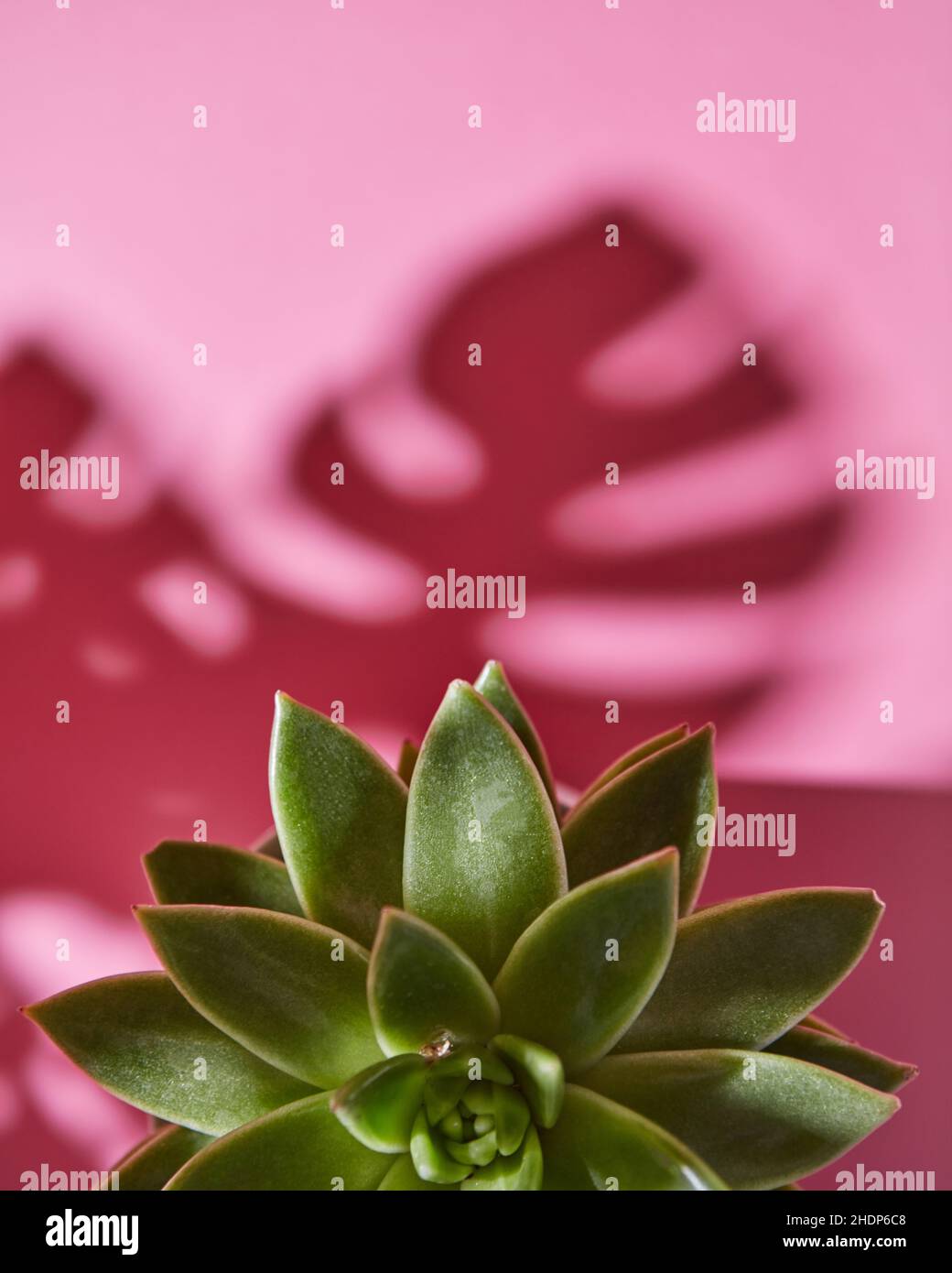 houseplant, potted plant, orpine family, houseplants, potted plants ...