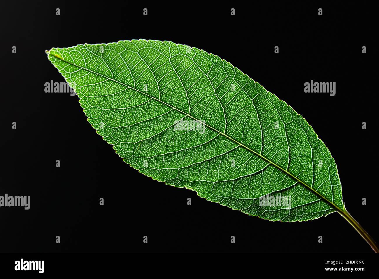 Leaf shapes hi-res stock photography and images - Alamy