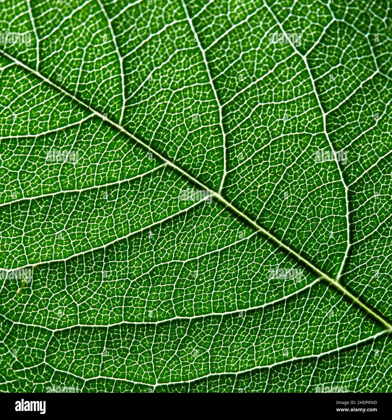 leaf, vein, leafs, veins Stock Photo - Alamy