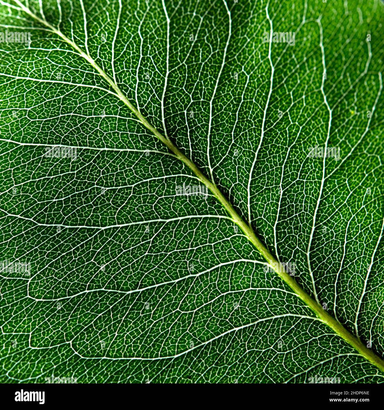 vein, leaf, veins, leafs Stock Photo - Alamy