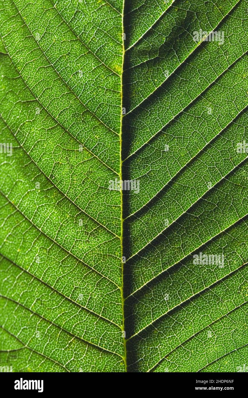leaf, vein, leafs, veins Stock Photo - Alamy