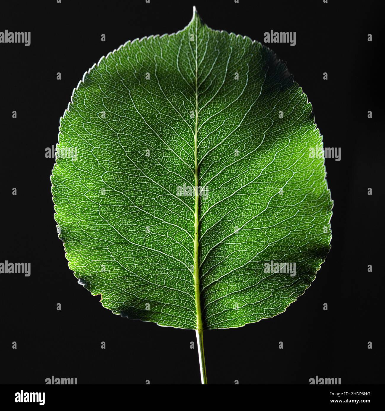 Leaf and circle hi-res stock photography and images - Alamy