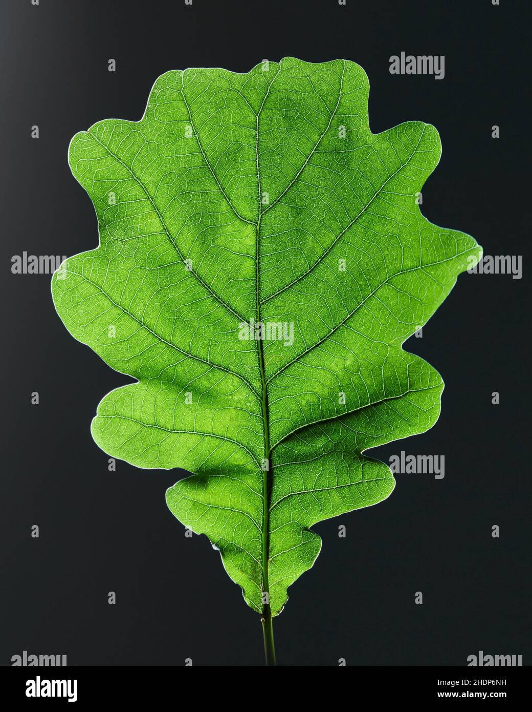 Shapes on leaves hi-res stock photography and images - Alamy