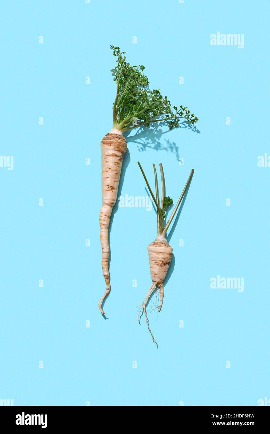 vegetable, parsley root, vegetables, hamburg parsley Stock Photo - Alamy