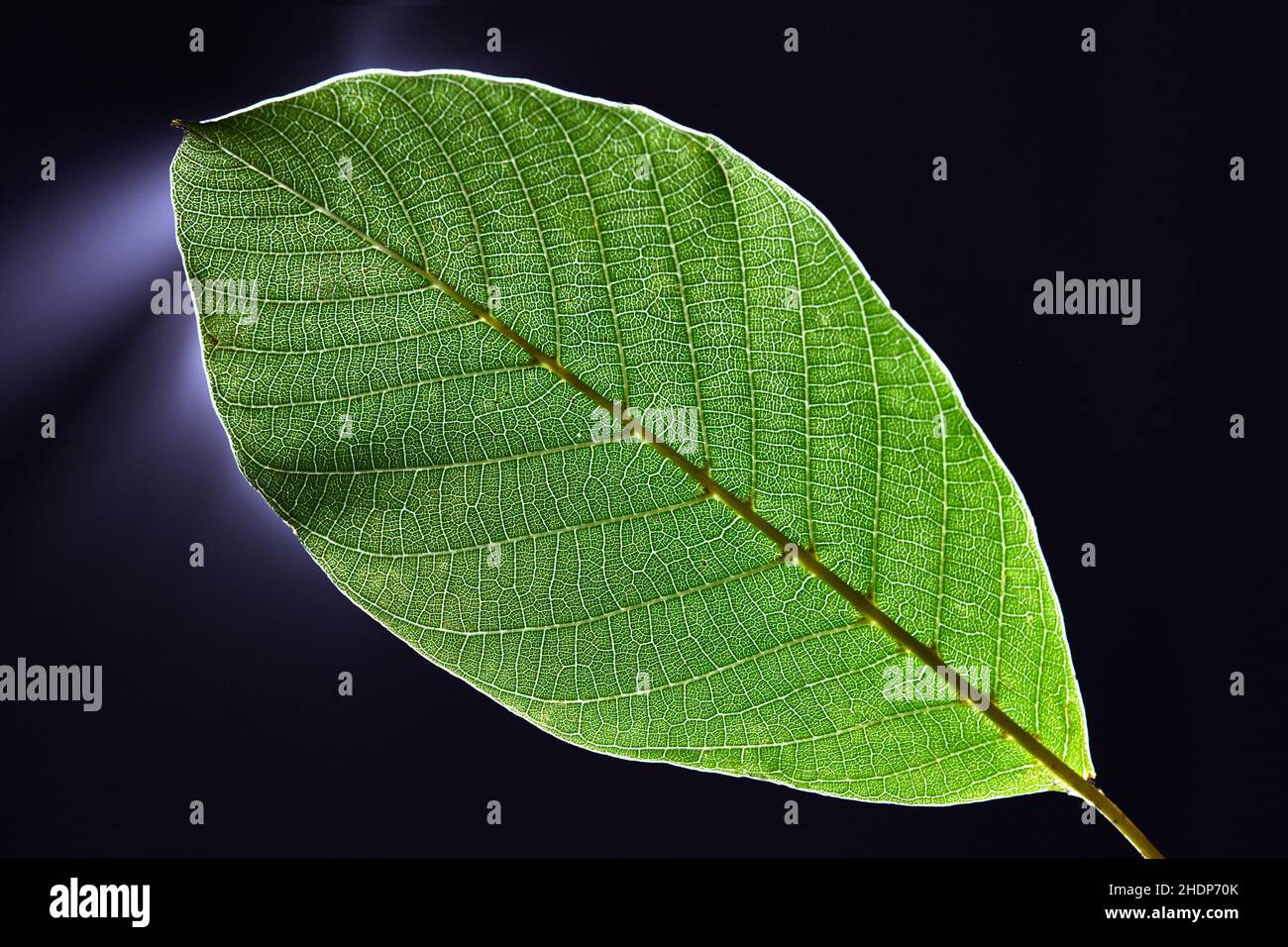 leaf, leaf shape, leafs, leaf shapes Stock Photo - Alamy