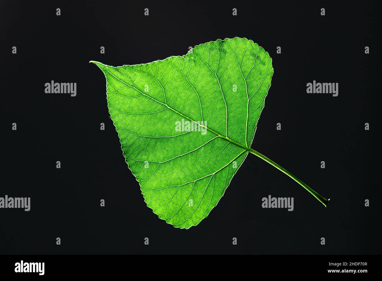 leaf, leaf shape, leafs, leaf shapes Stock Photo - Alamy