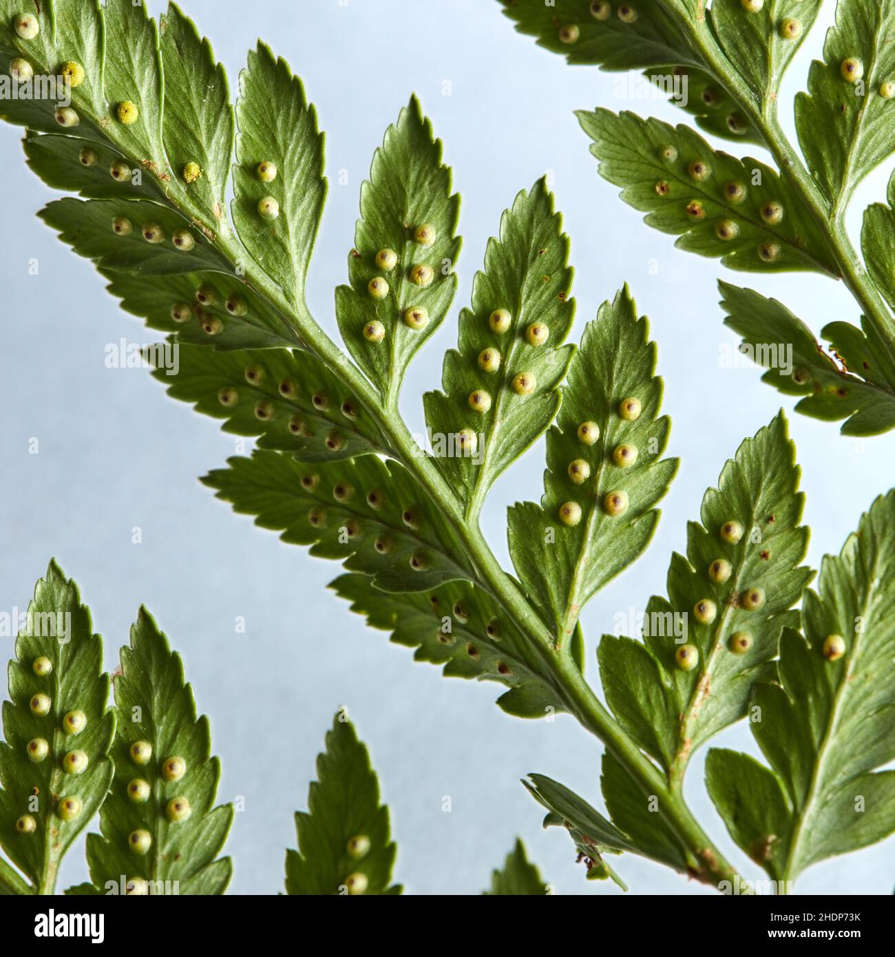 fern, fern spores, ferns Stock Photo - Alamy