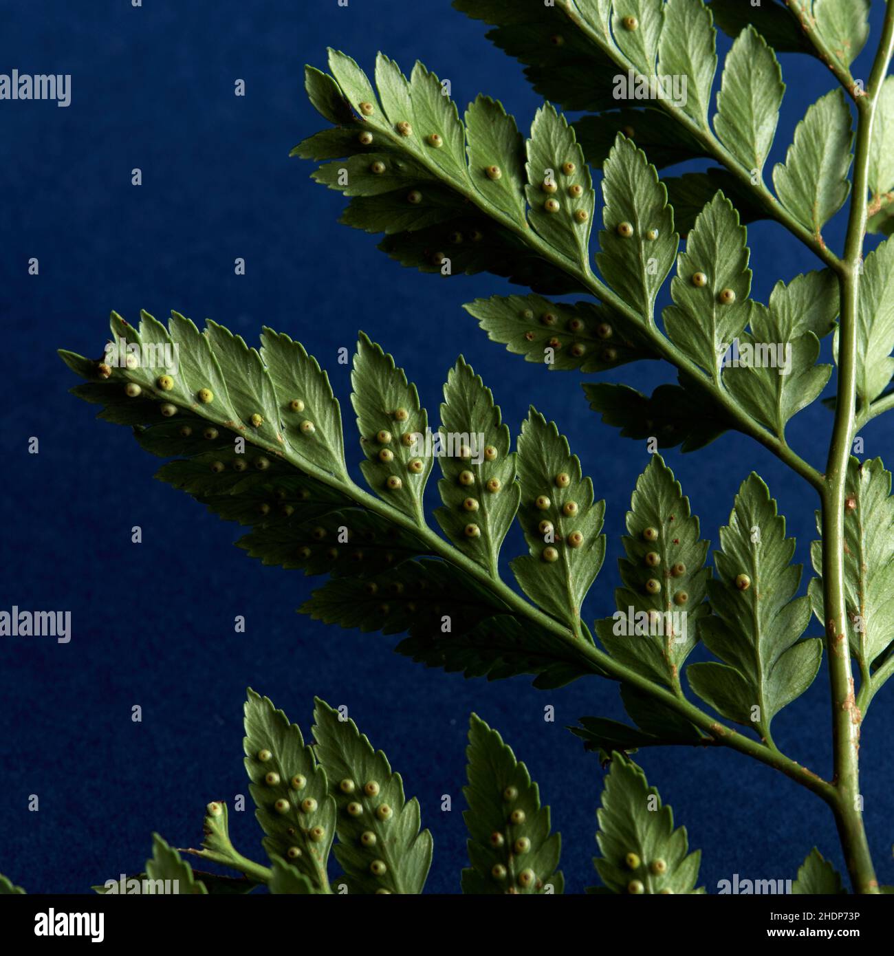 fern, fern spores, ferns Stock Photo - Alamy
