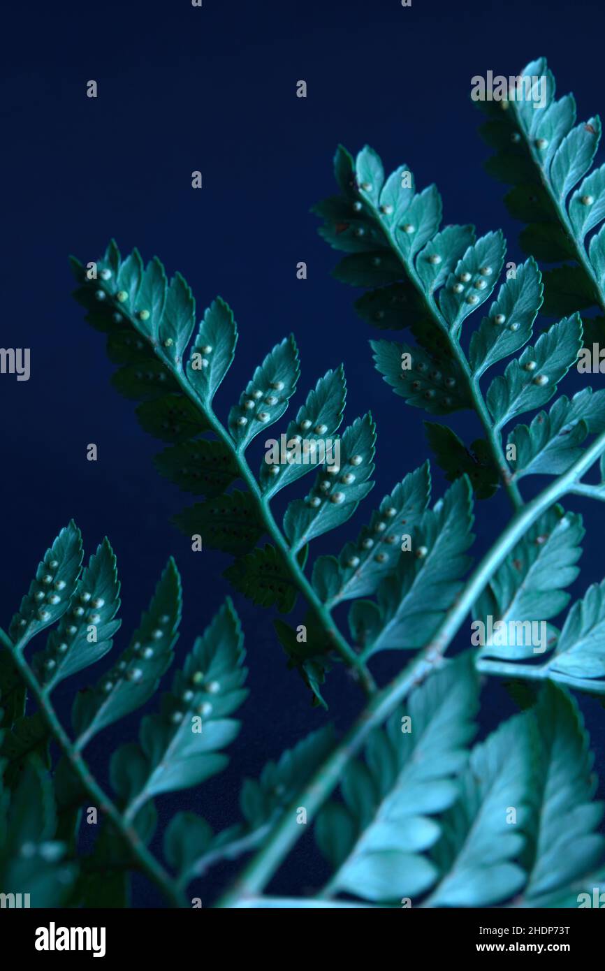 Fern spores hi-res stock photography and images - Alamy