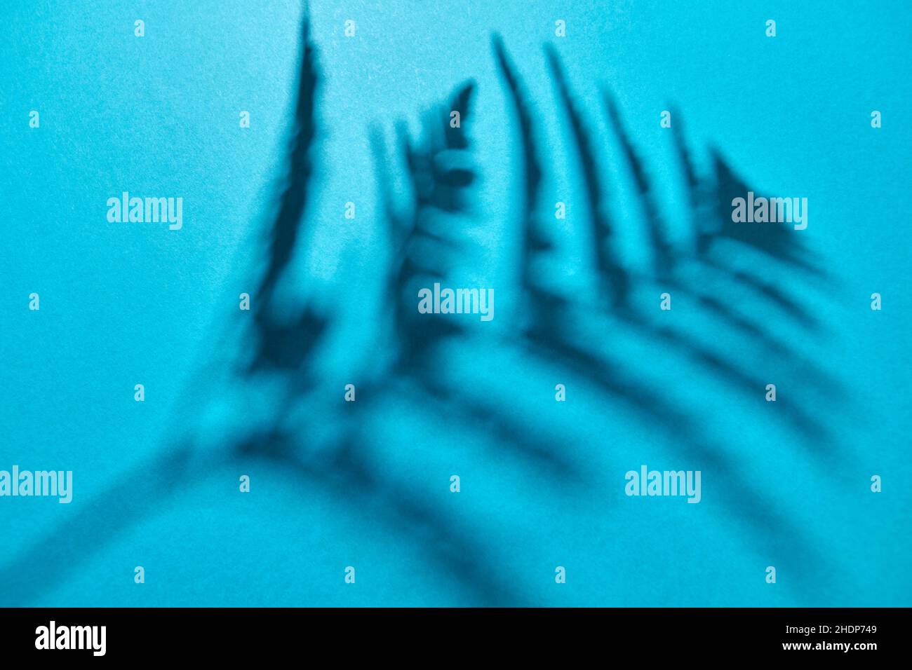 shadow, fern, shadows, ferns Stock Photo - Alamy