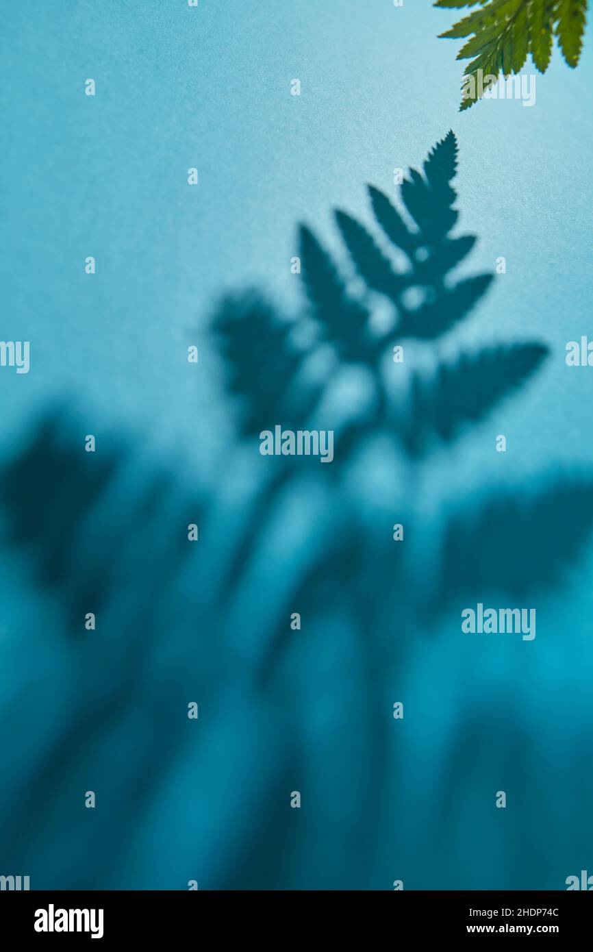 fern, leaf shape, ferns, leaf shapes Stock Photo - Alamy