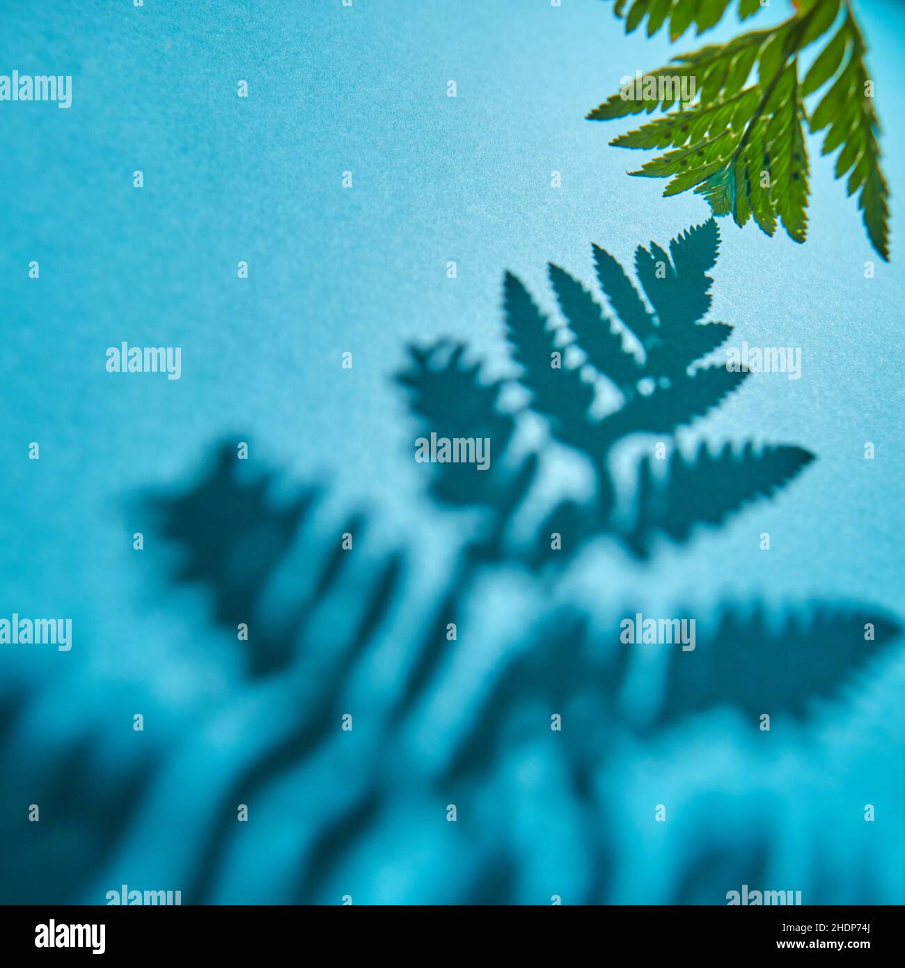 Leaf shape shadows hi-res stock photography and images - Alamy