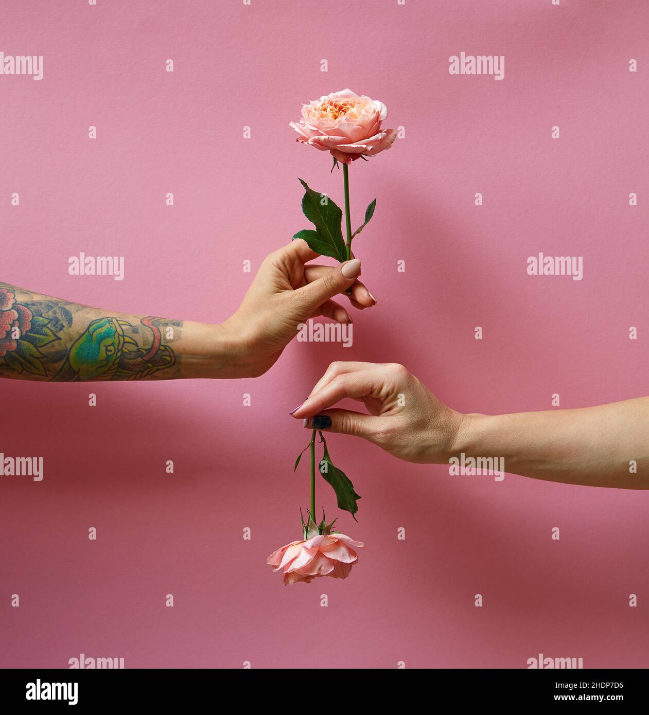 holding, rose, roses Stock Photo - Alamy