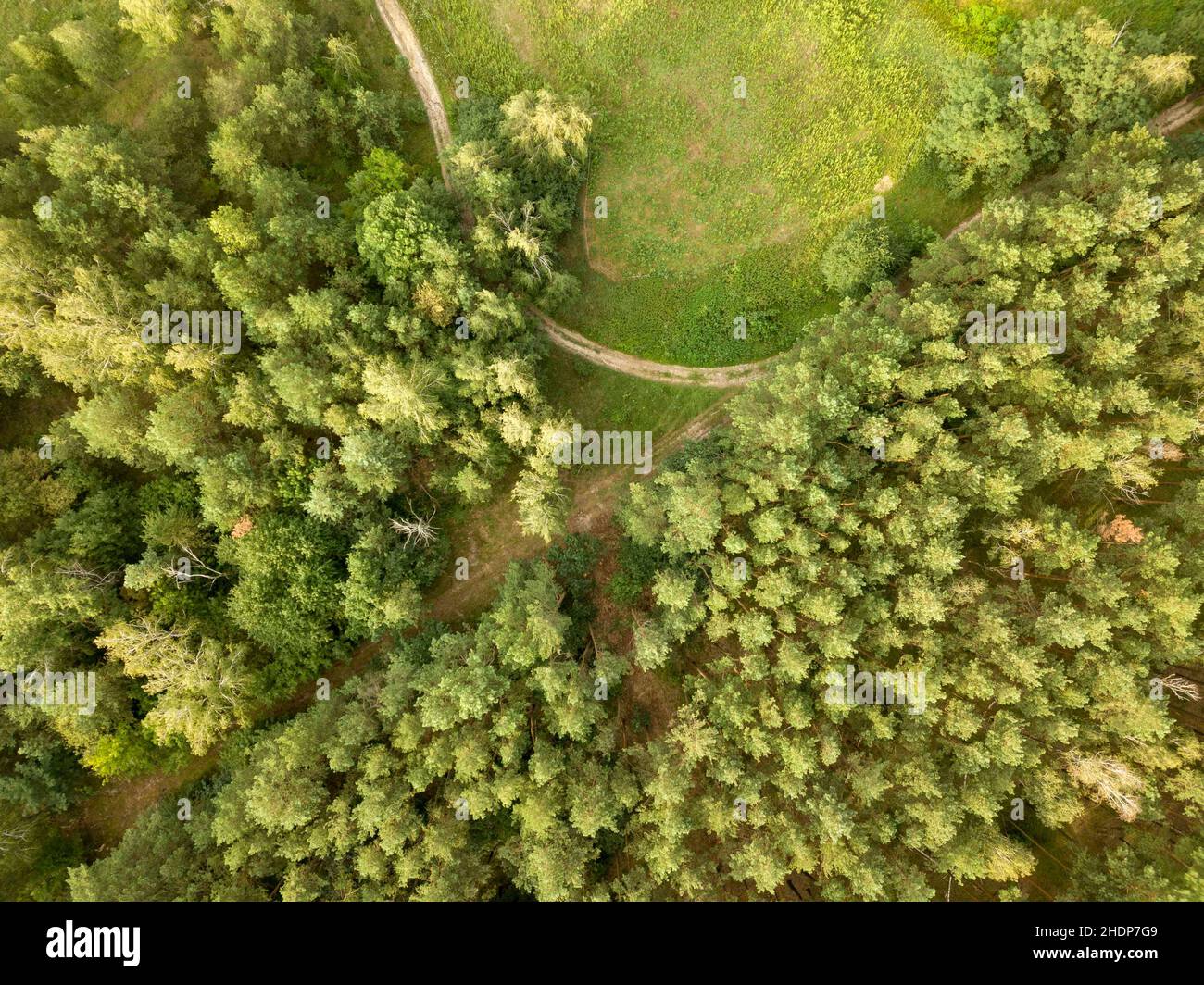 forest, treetop, green lung, forests, wood, woodland, woods, treetops ...