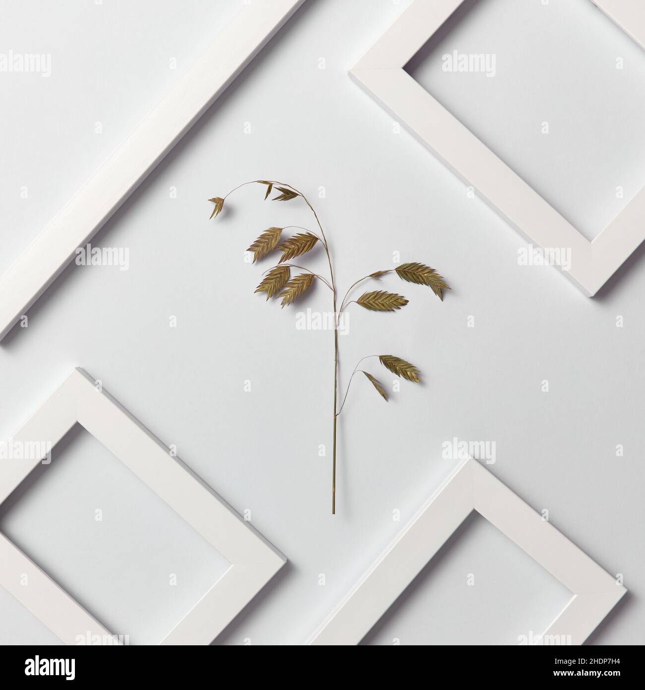 plant, filigree, dried food, plants, filigrees, dried foods Stock Photo ...