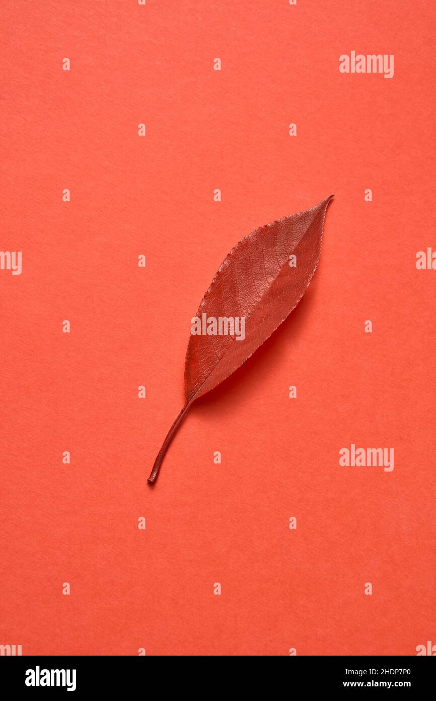 Red leaf shapes hi-res stock photography and images - Alamy