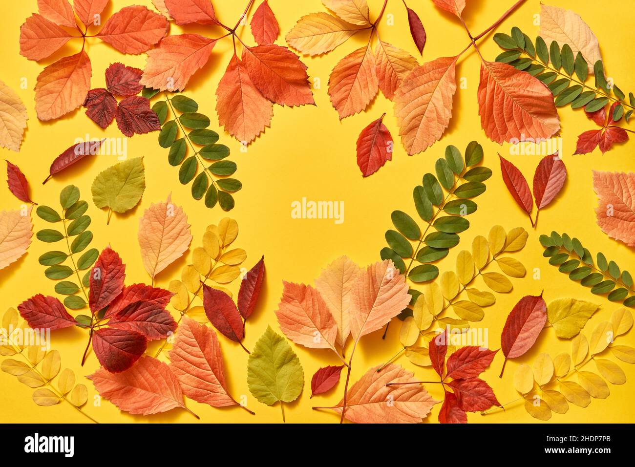 Various leaf shapes hi-res stock photography and images - Alamy