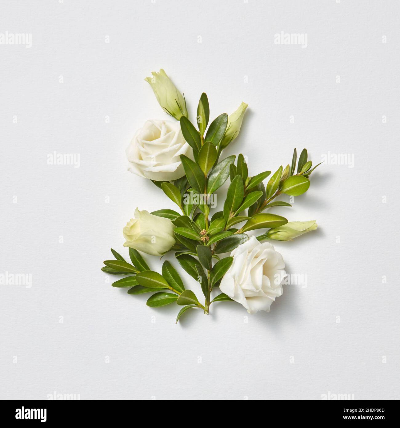 Rose and boxwood hi-res stock photography and images - Alamy