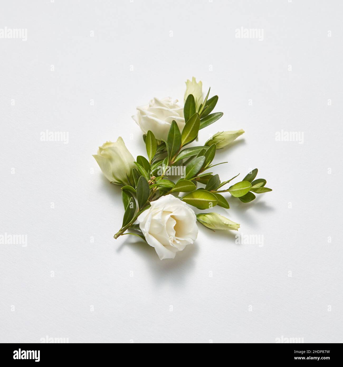 Rose and boxwood hi-res stock photography and images - Alamy