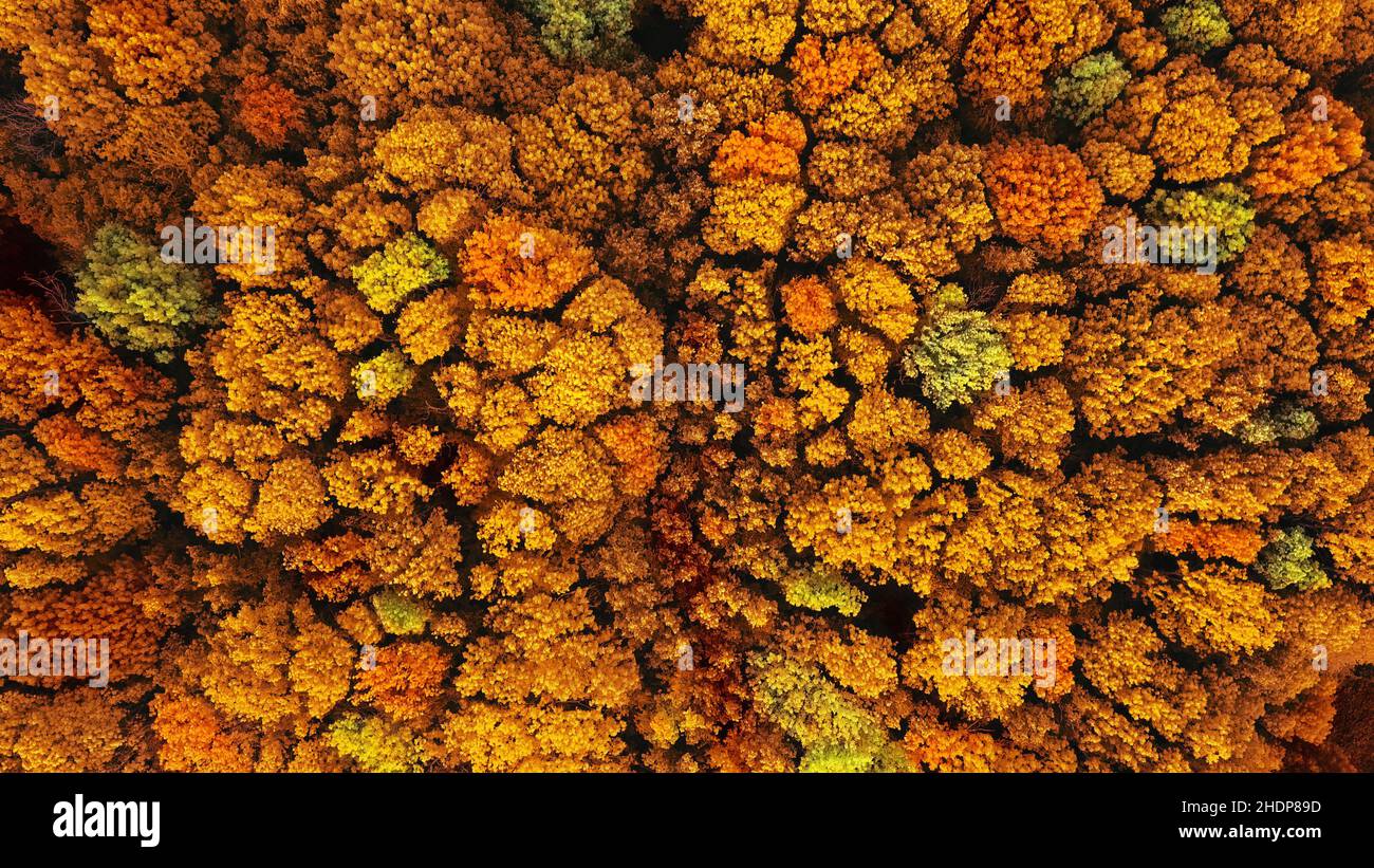 autumn forest, treetop, autumn colors, autumn forests, fall, treetops ...