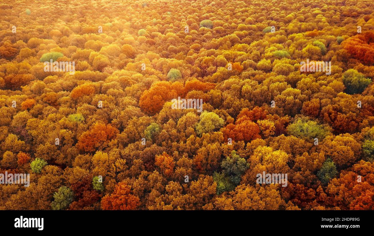 forest, autumn forest, deciduous forest, forests, wood, woodland, woods ...