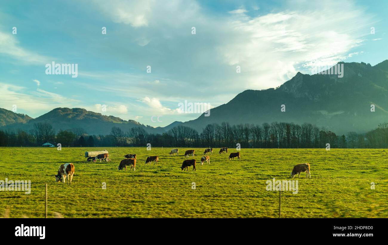 pasture, cows, pastures, cow Stock Photo - Alamy
