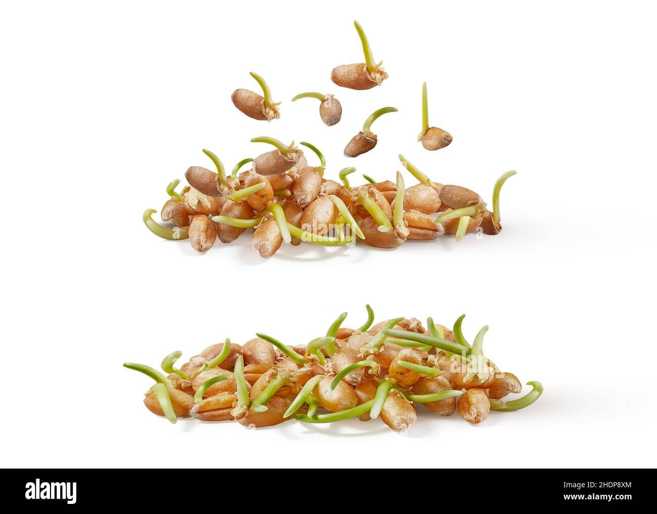 sprouts, sprout vegetables, sprout Stock Photo - Alamy