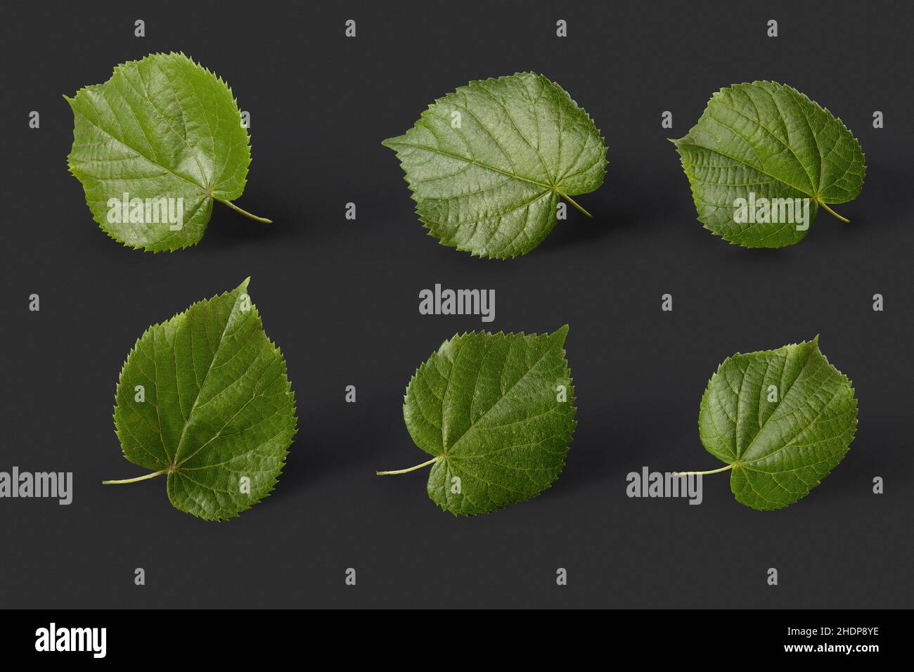 lime tree, lime trees Stock Photo - Alamy