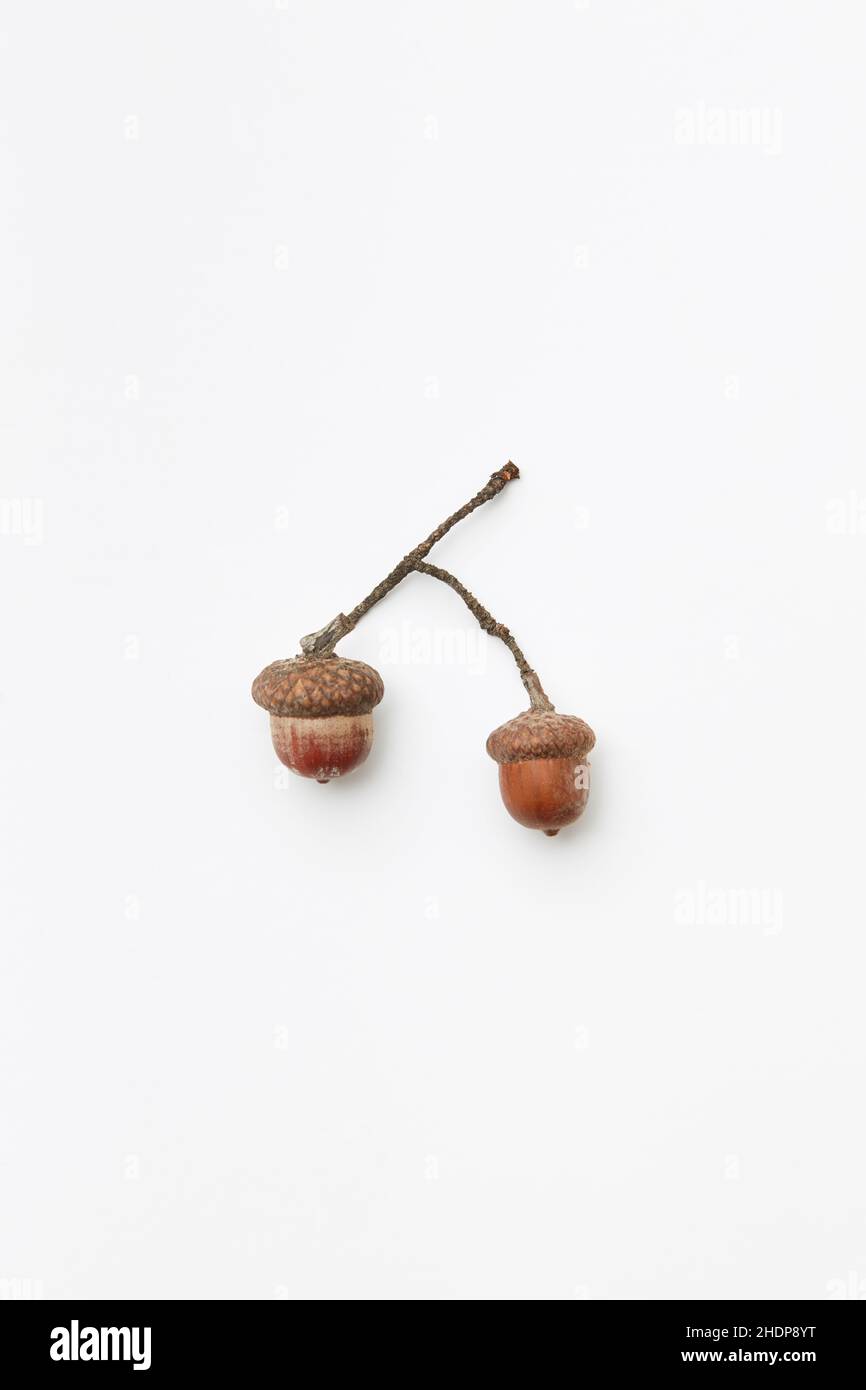 tree fruit, acorn, tree fruits, acorns Stock Photo - Alamy