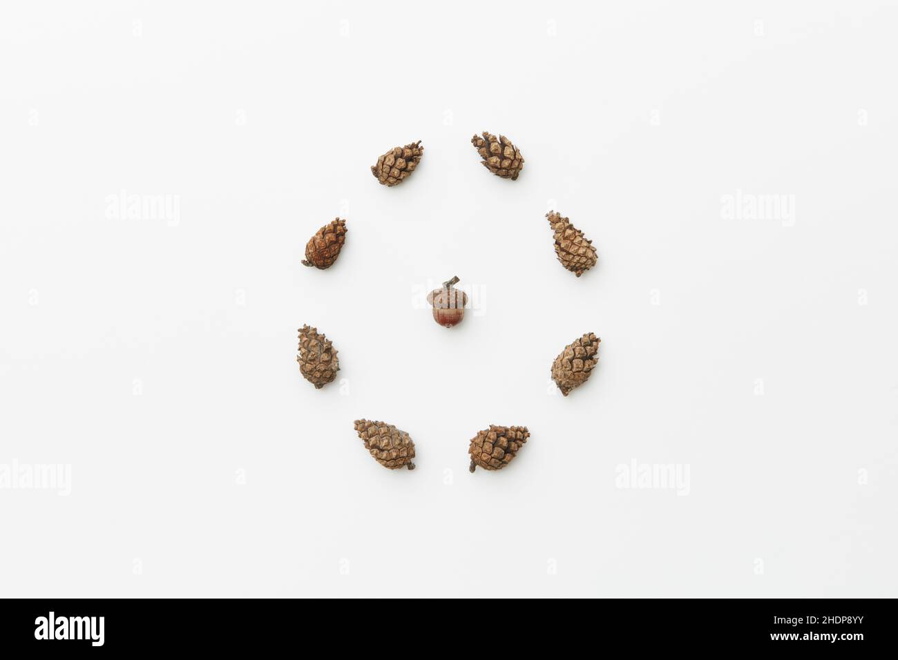 tree fruit, pine cone, acorn, tree fruits, pine cones, acorns Stock ...