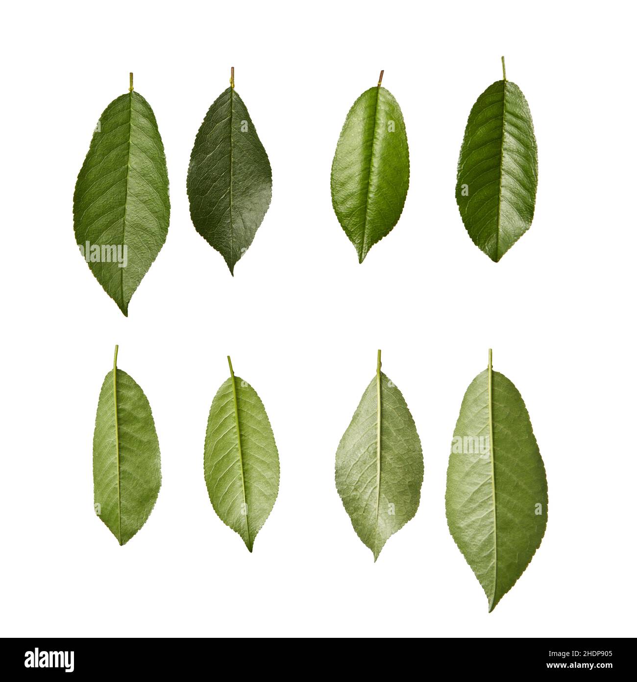 Back side of leaf hi-res stock photography and images - Alamy