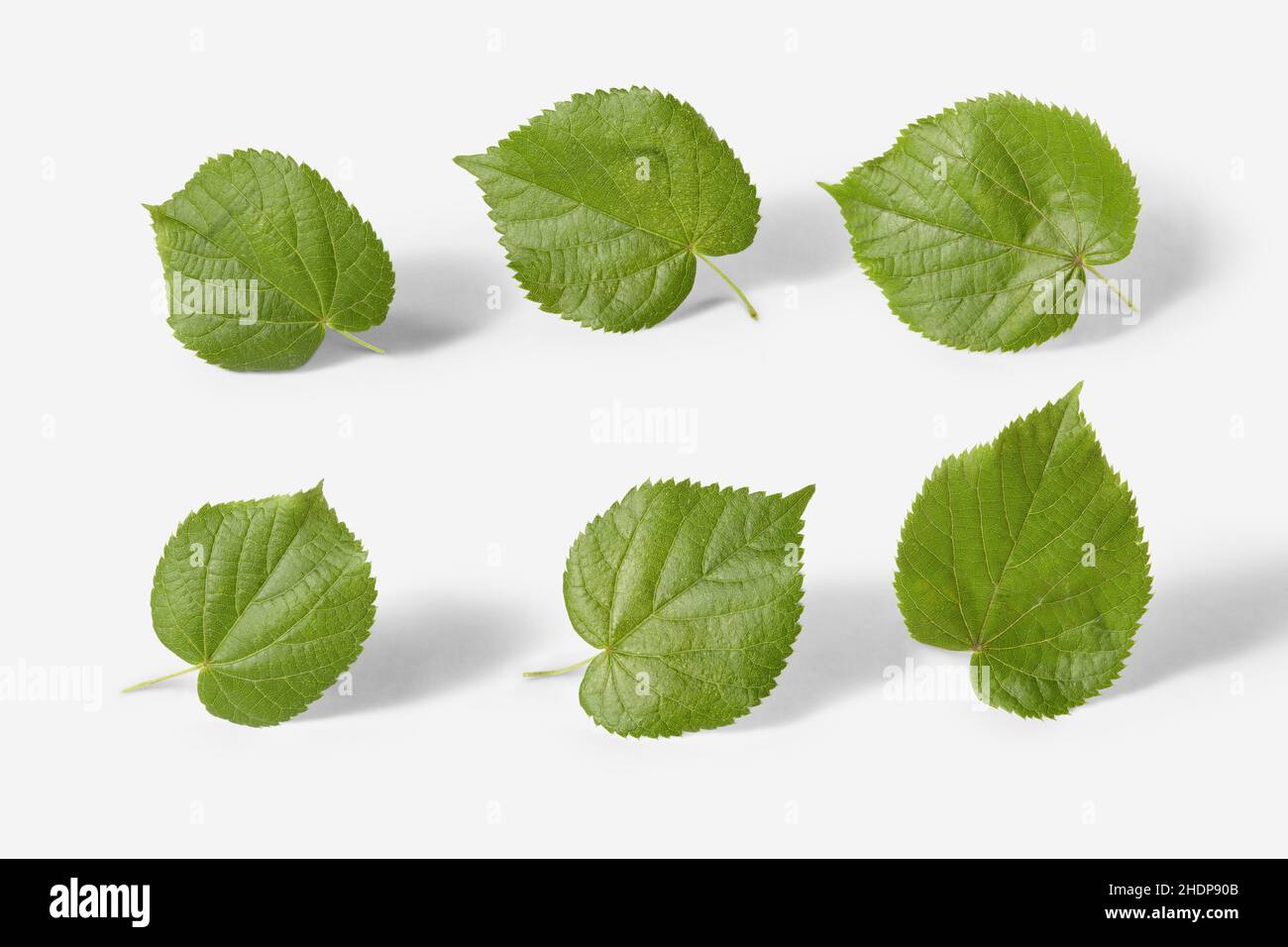 lime tree, leaf shape, lime trees, leaf shapes Stock Photo - Alamy