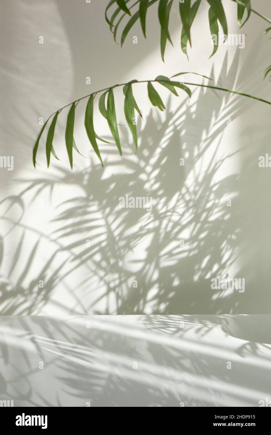 houseplant, palm, shadow, houseplants, palm trees, shadows Stock Photo ...