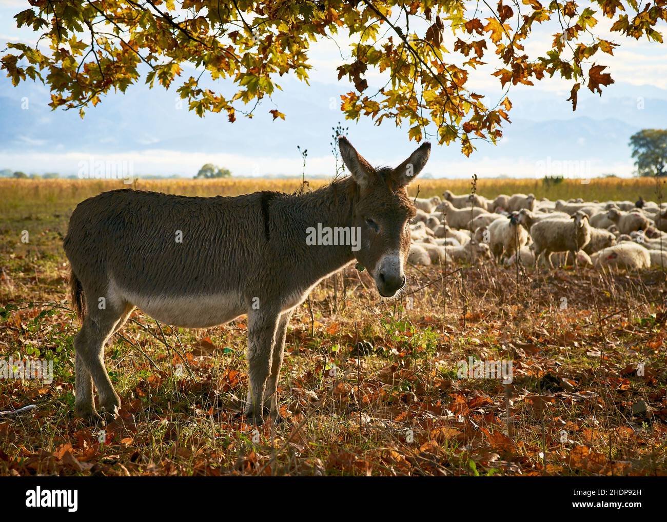 The fall of the donkey hi-res stock photography and images - Alamy