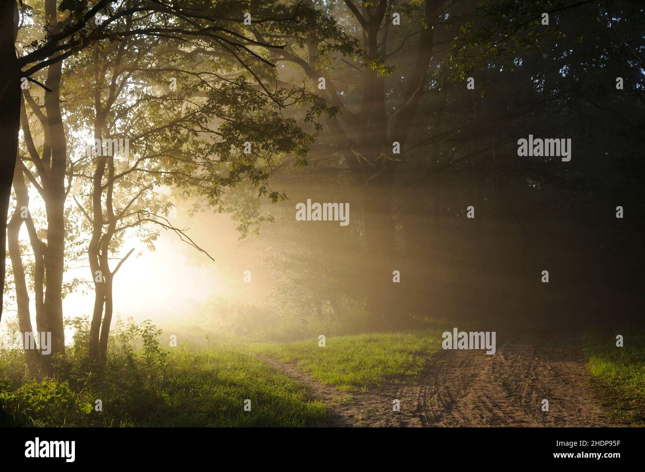 forest, sunbeams, fog, forests, wood, woodland, woods, sun beams, sun ...