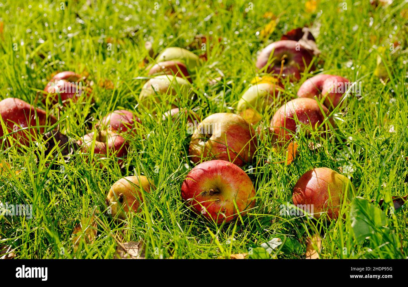 grass, apple, fruit, apples, fruits Stock Photo - Alamy