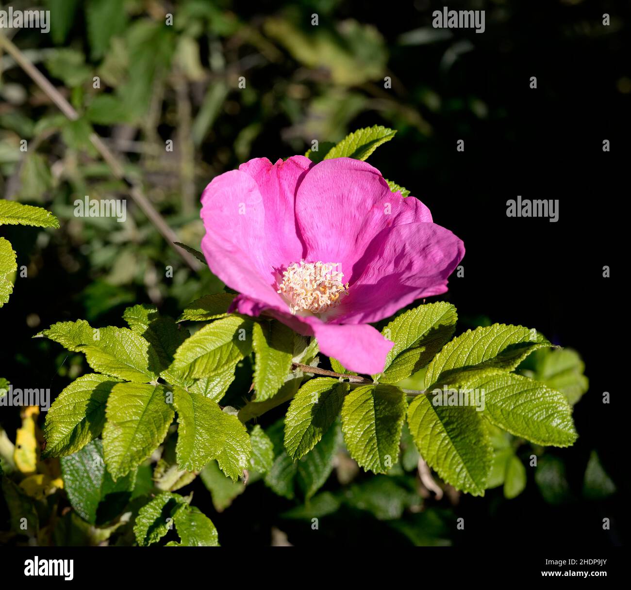 Japanese roses hi-res stock photography and images - Alamy