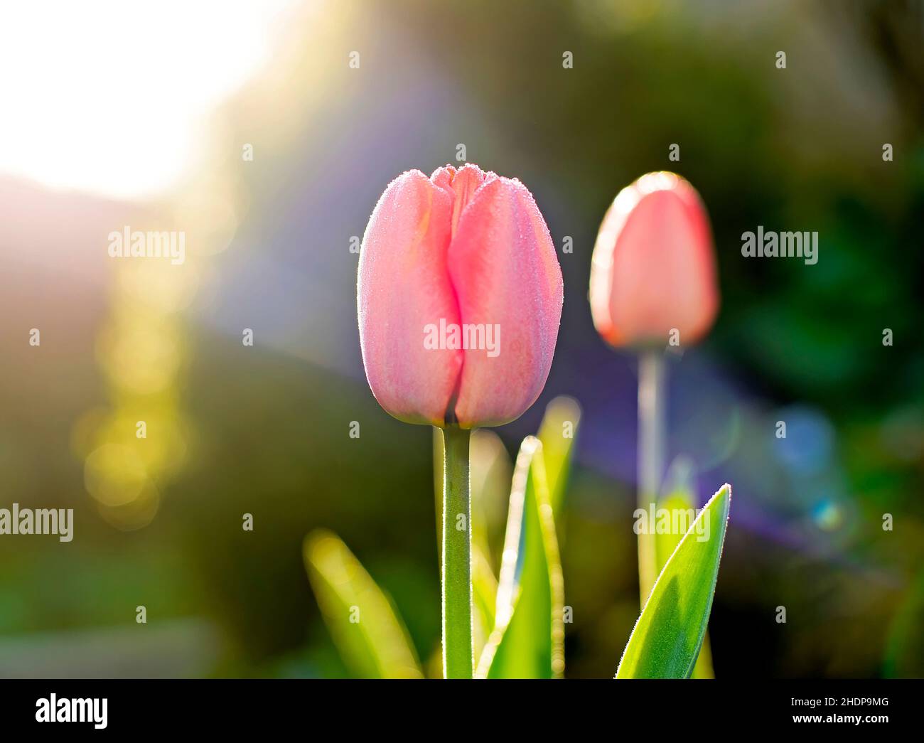 Back of tulip hi-res stock photography and images - Alamy