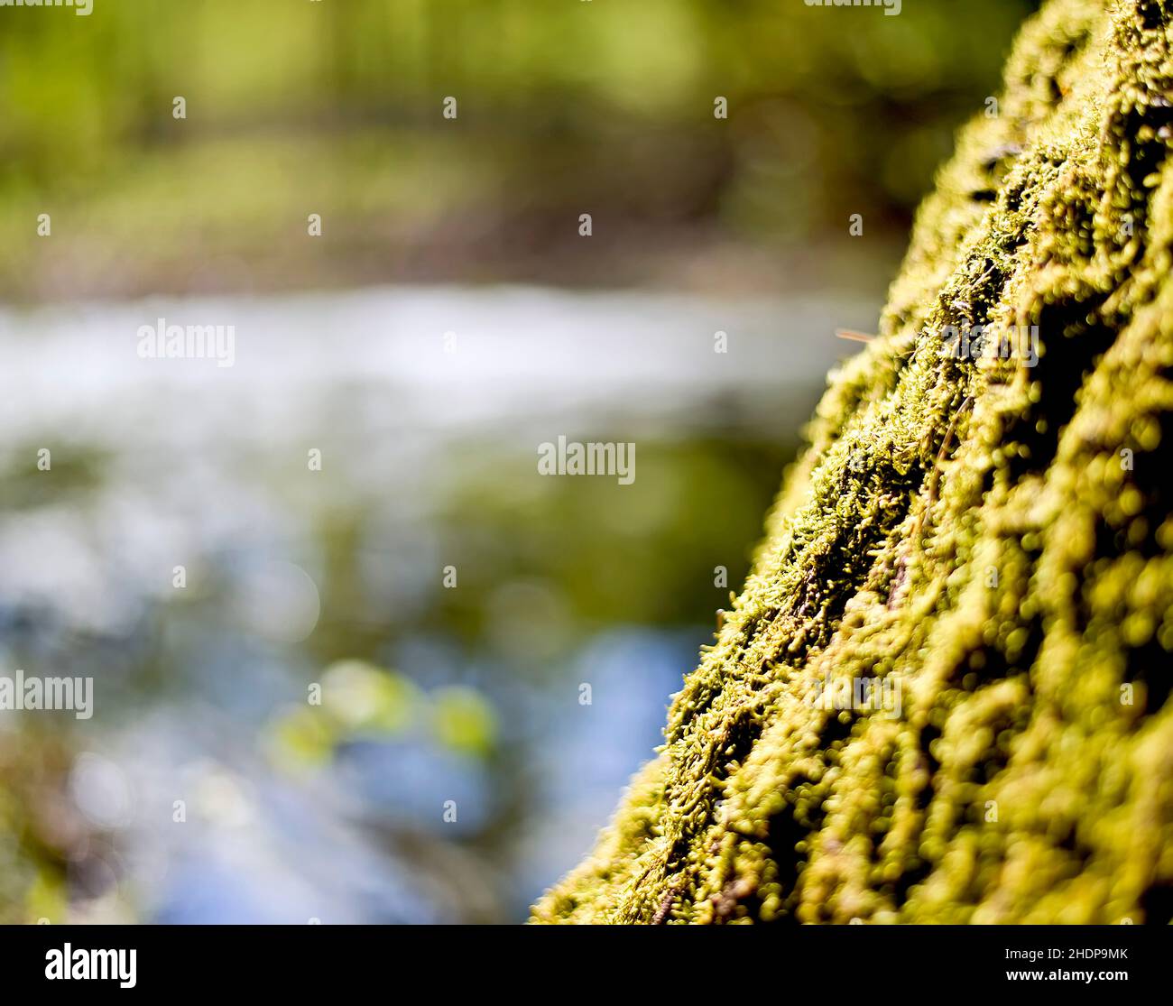 Selective focus bark trees moss hi-res stock photography and images - Alamy
