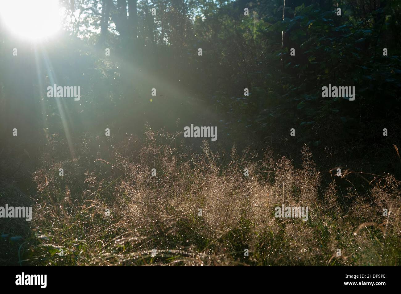 grasses, glade, sunbeams, glades, sun beams, sun ray, sun rays, sunbeam ...