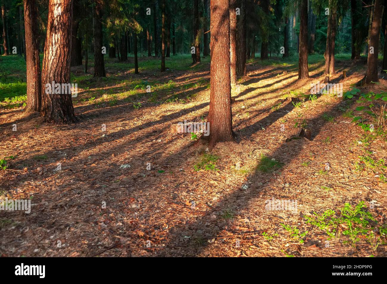 forest, sunbeams, forests, wood, woodland, woods, sun beams, sun ray ...