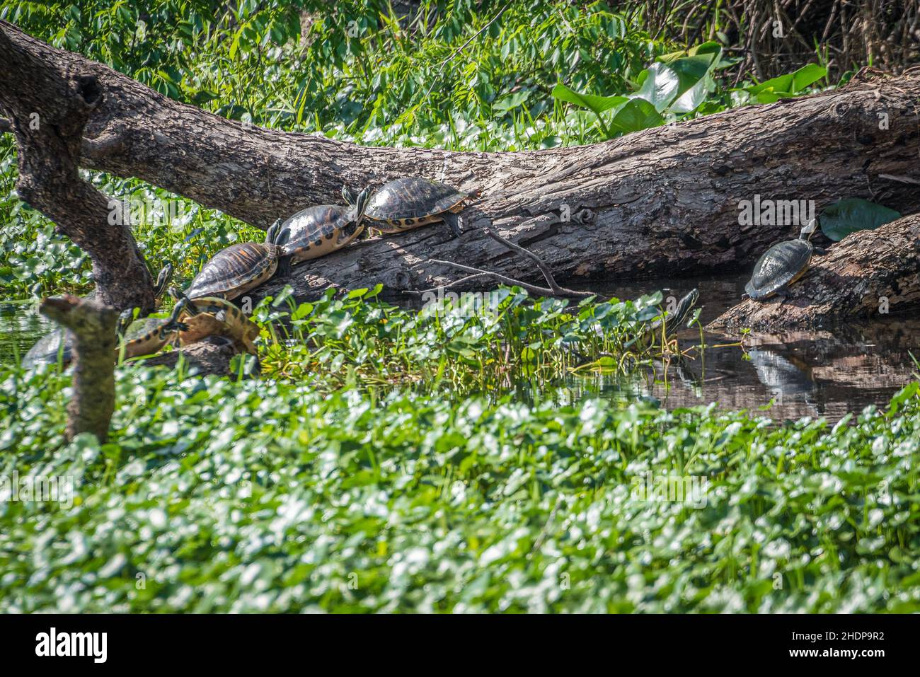 Turn of turtles hi-res stock photography and images - Alamy