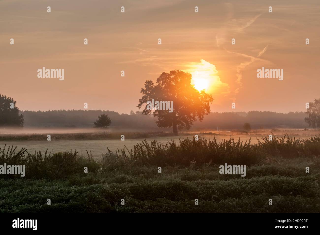 sunrise, dawn twilight, field, sun rises, sunrises, dawns, fields Stock ...