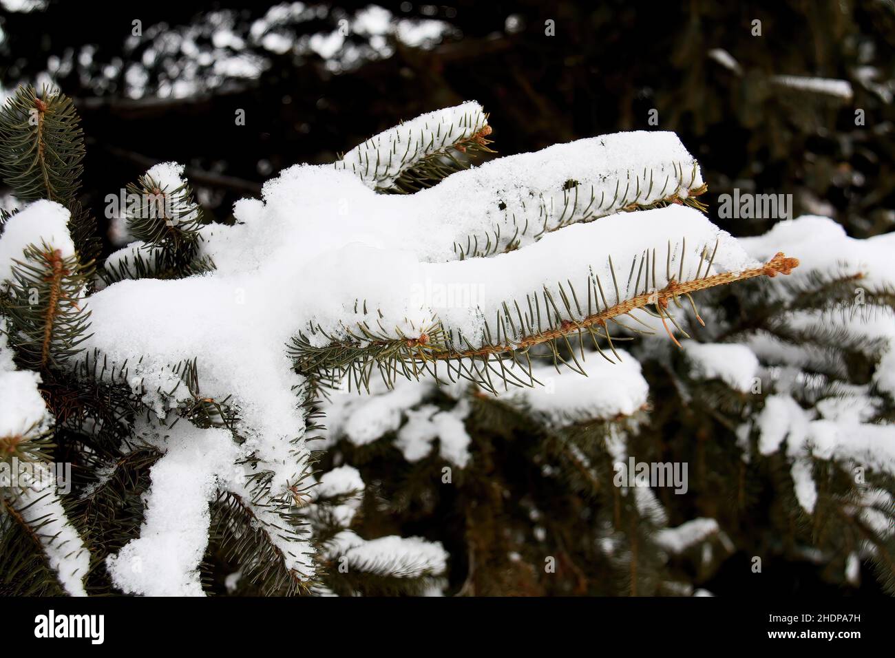 Snow covered bough hi-res stock photography and images - Alamy