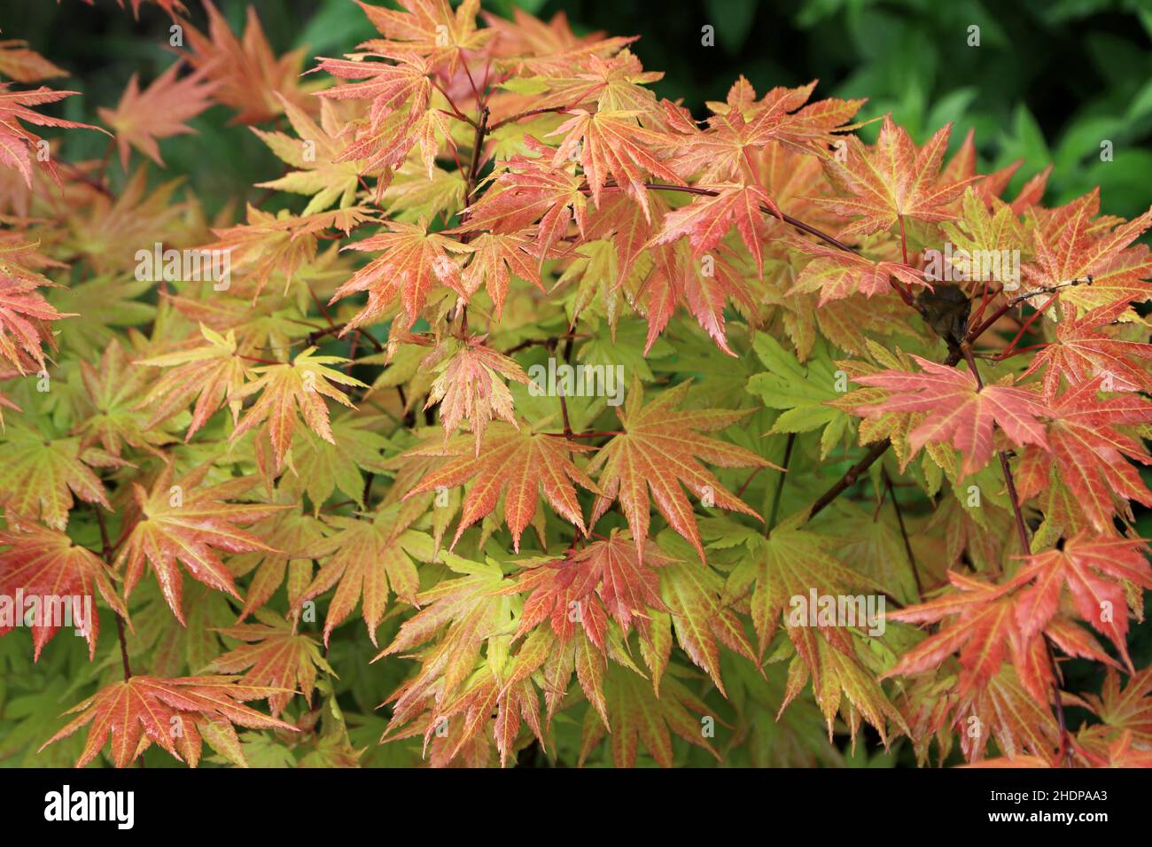 japanese maple, japanese, japanese maples Stock Photo - Alamy
