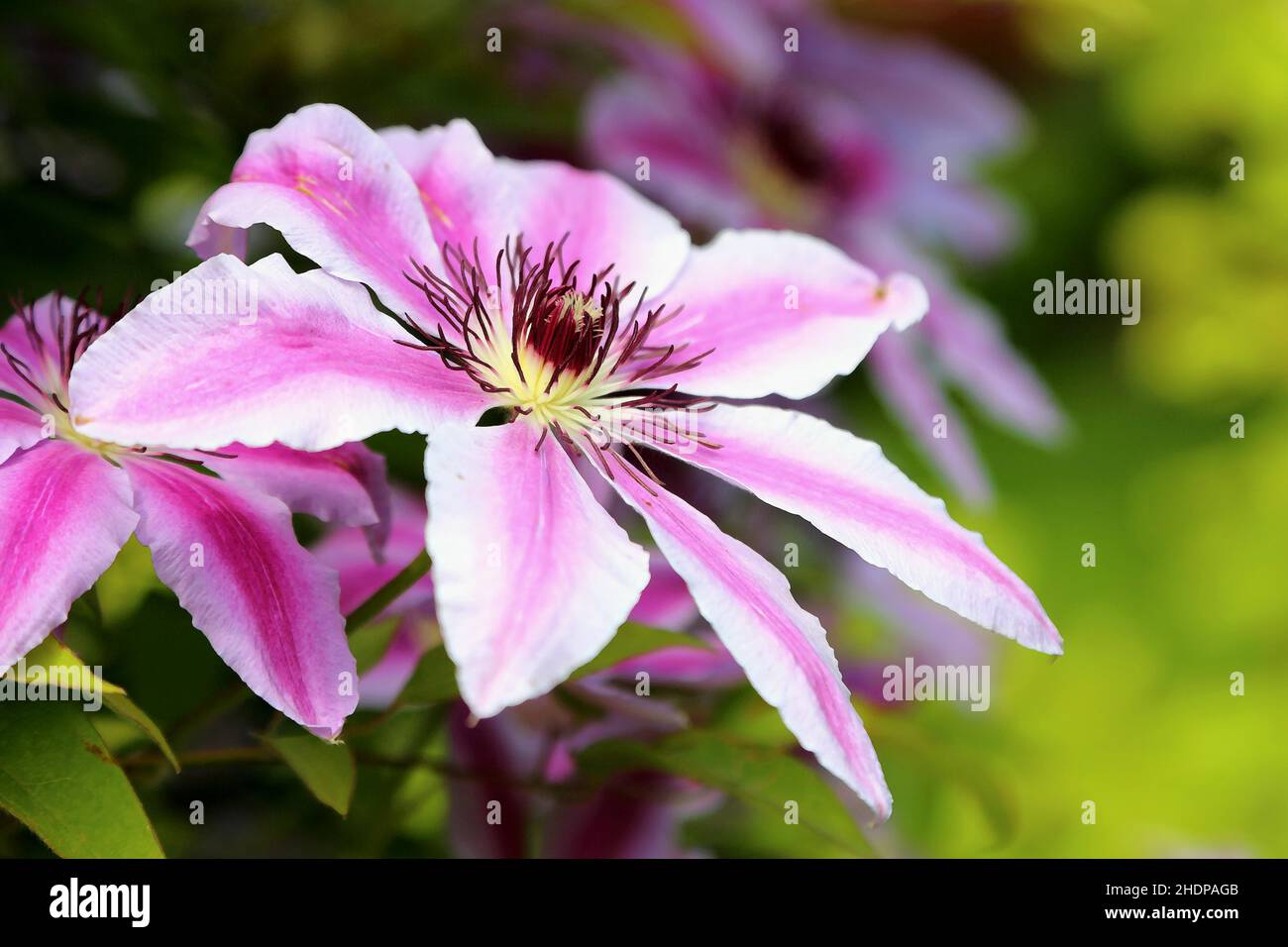 clematis, clematis bloom, clematis blooms Stock Photo - Alamy