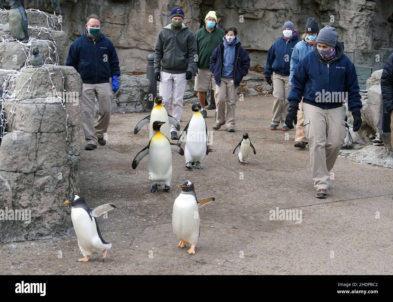 St. Louis, United States. 06th Jan, 2022. Several of the penguins at ...