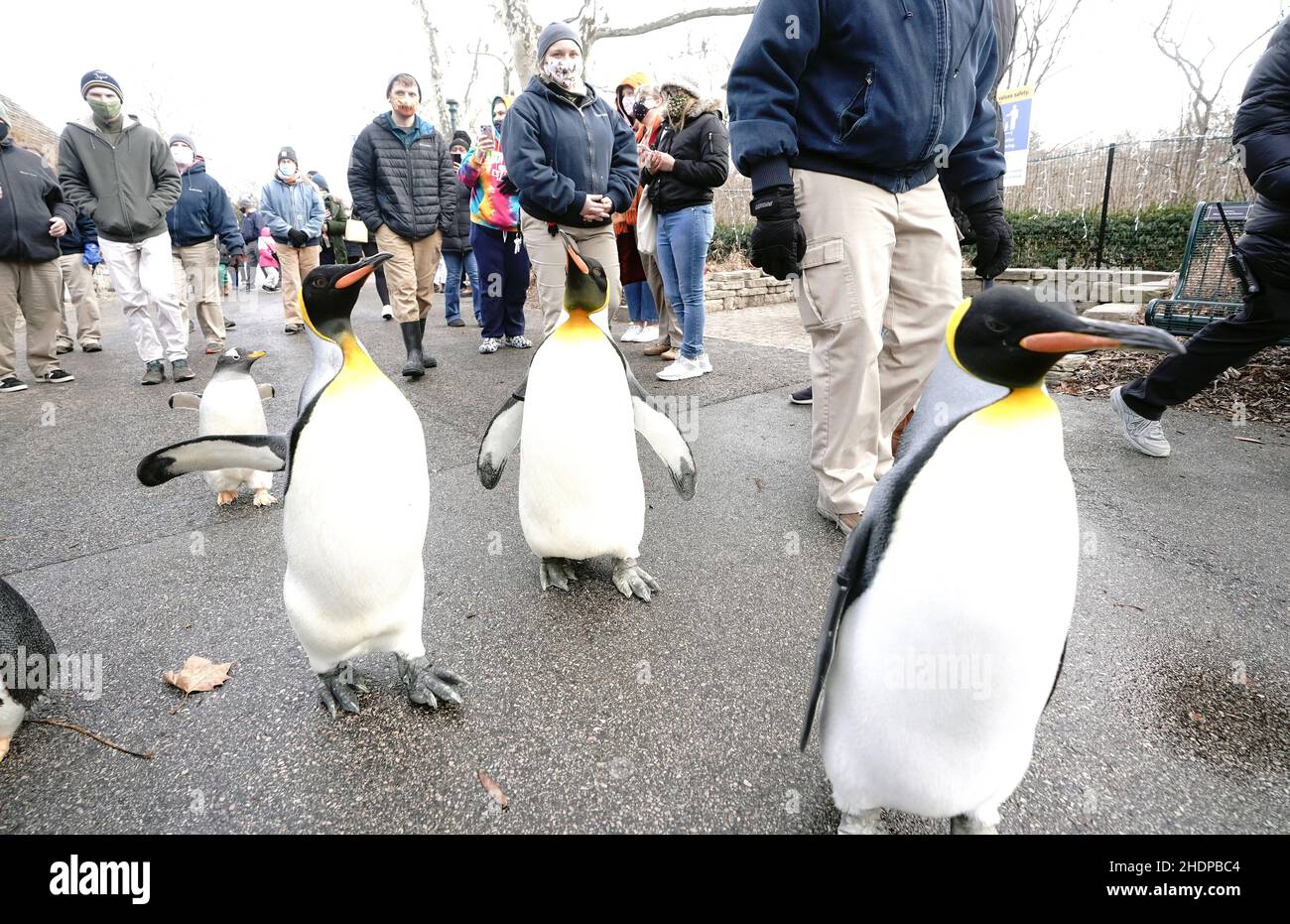 St. Louis, United States. 06th Jan, 2022. Several of the penguins at ...