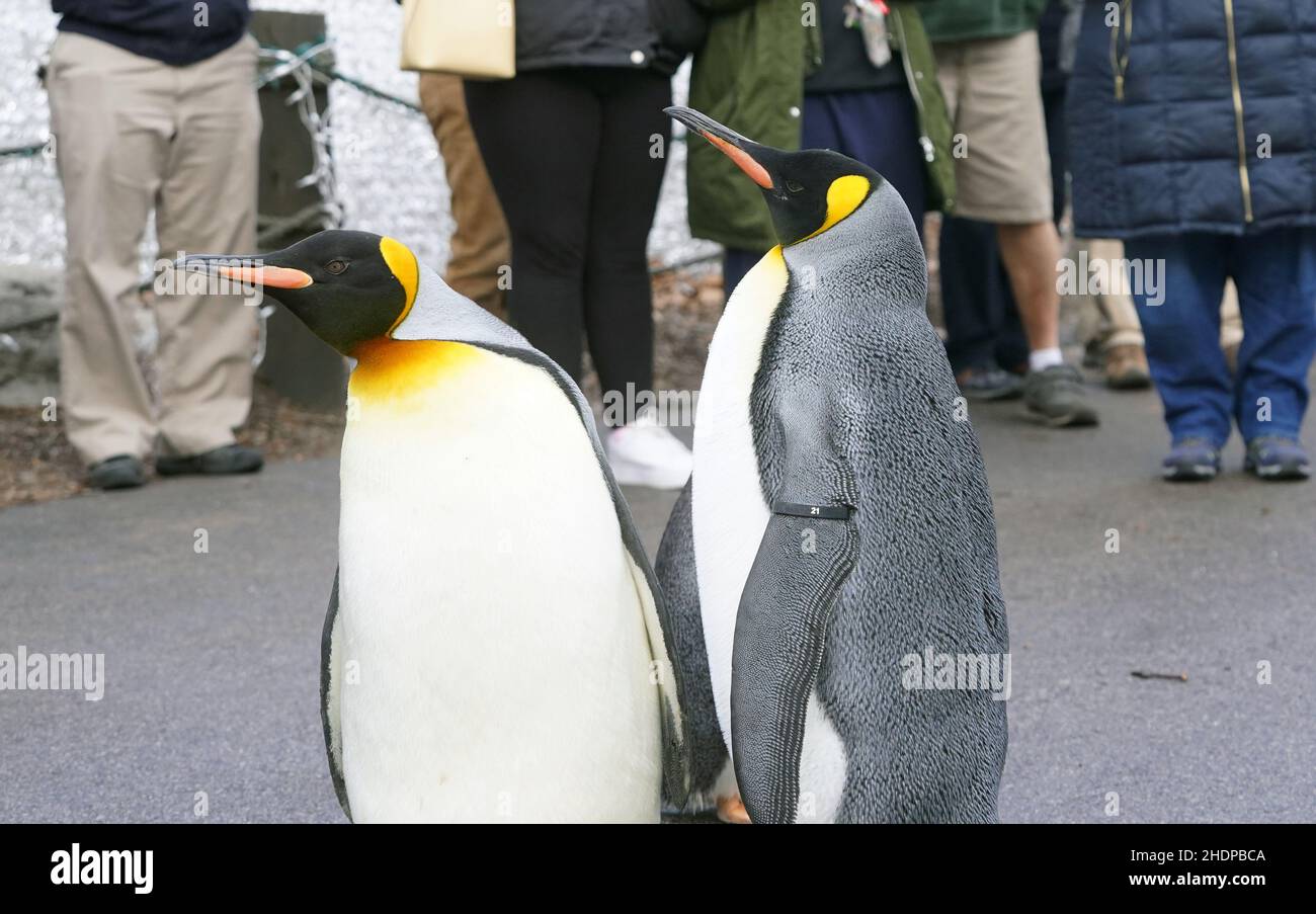 St. Louis, United States. 06th Jan, 2022. Several of the penguins at ...